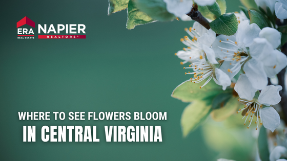 Where to See Flowers Bloom in Central Virginia | Napier ERA